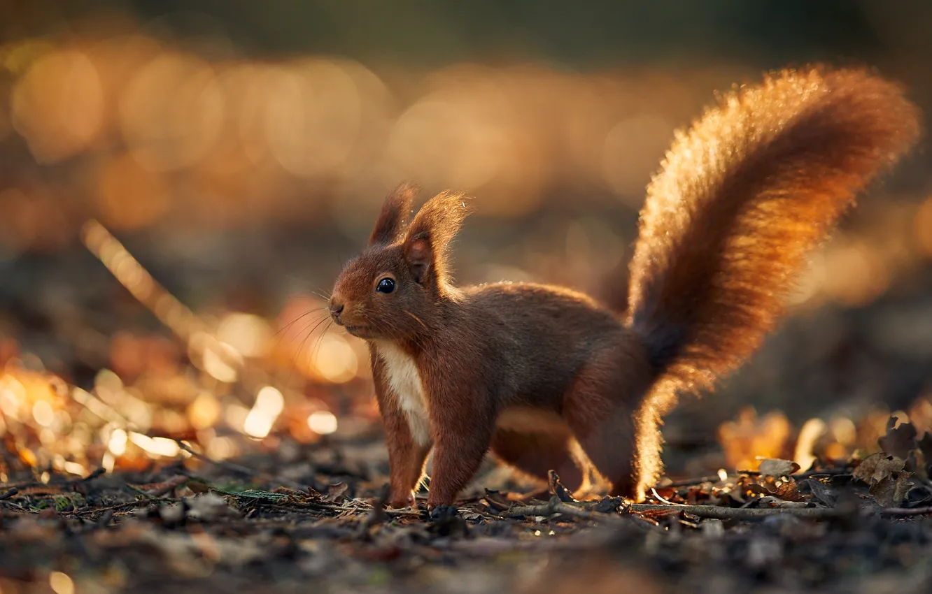 Wallpaper glare, protein, tail, red, rodent, pet for mobile and desktop ...