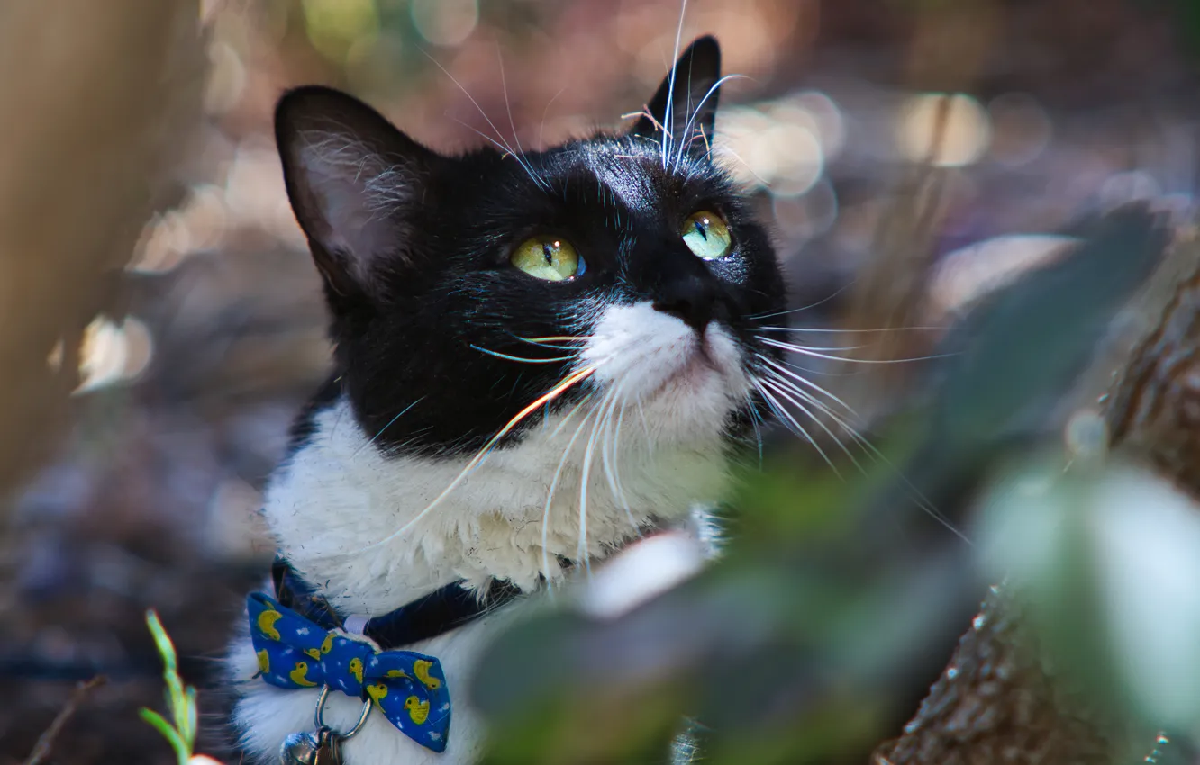 Wallpaper cat, cat, look, nature, pose, face for mobile and desktop ...