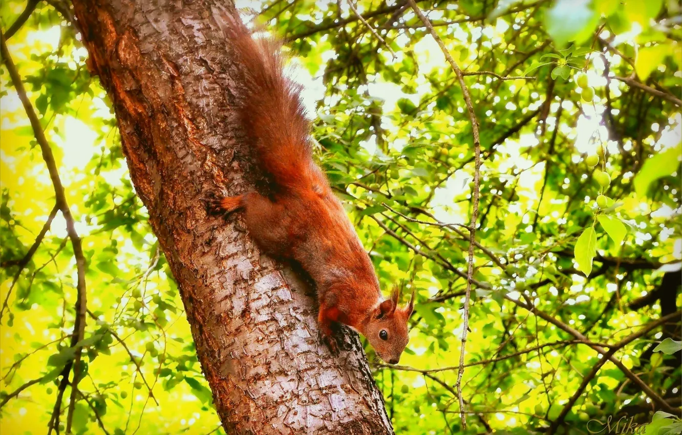 Wallpaper Tree, Protein, Tree, Squirrel for mobile and desktop, section ...