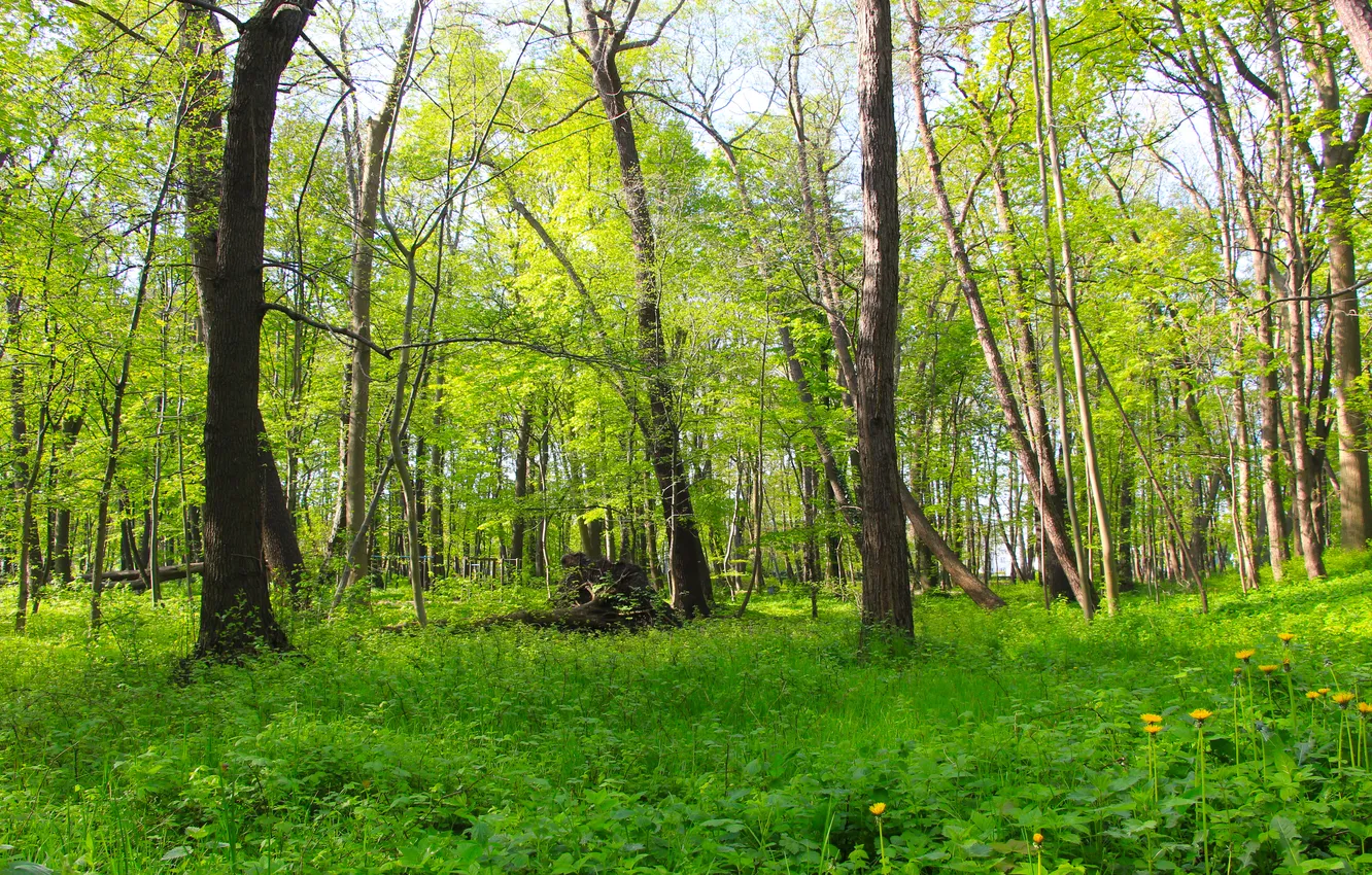 Wallpaper forest, trees, park for mobile and desktop, section пейзажи ...