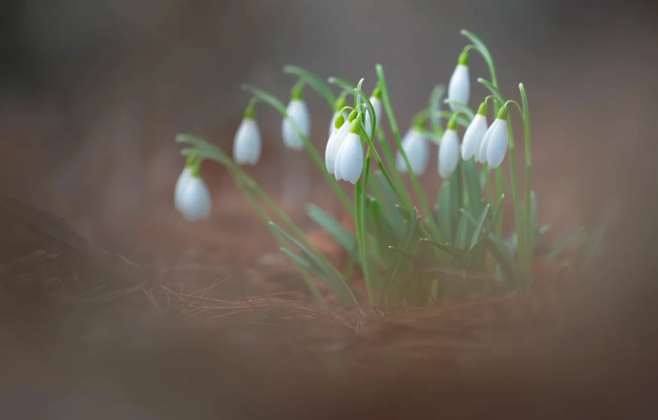 Wallpaper flowers, spring, snowdrops for mobile and desktop, section ...