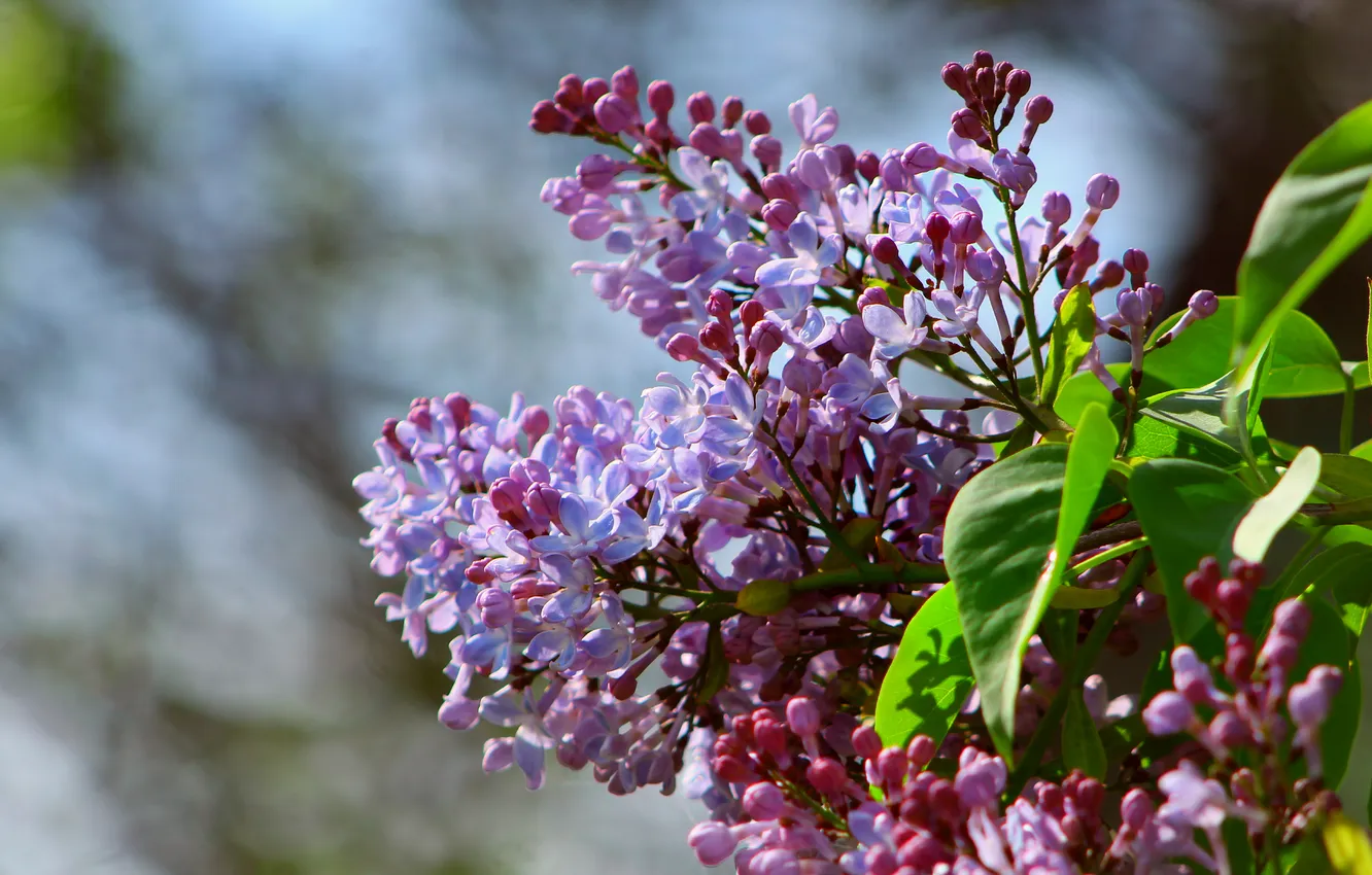 Wallpaper flower, spring, lilac for mobile and desktop, section природа ...