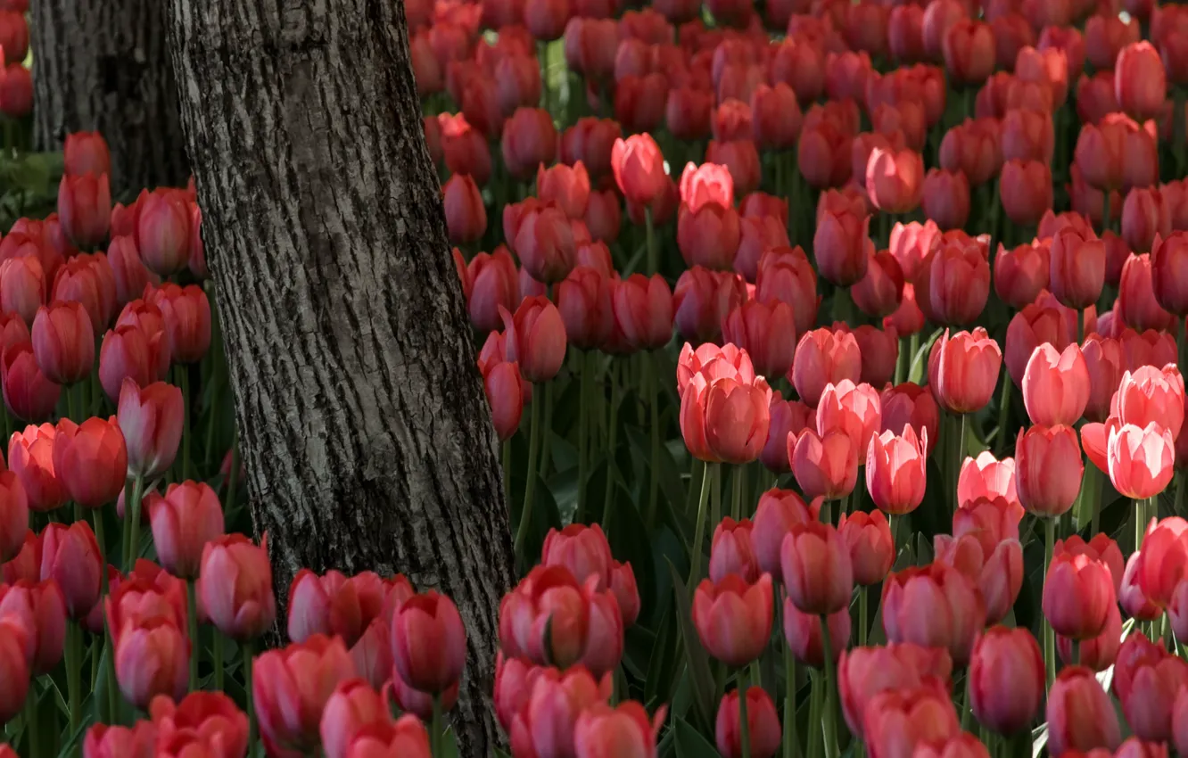 Wallpaper flowers, tree, spring, tulips for mobile and desktop, section ...