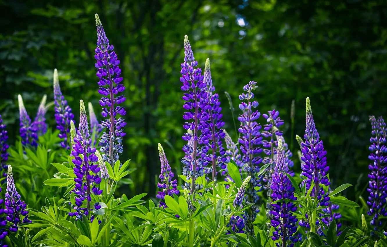 Wallpaper greens, flowers, lupins for mobile and desktop, section цветы ...