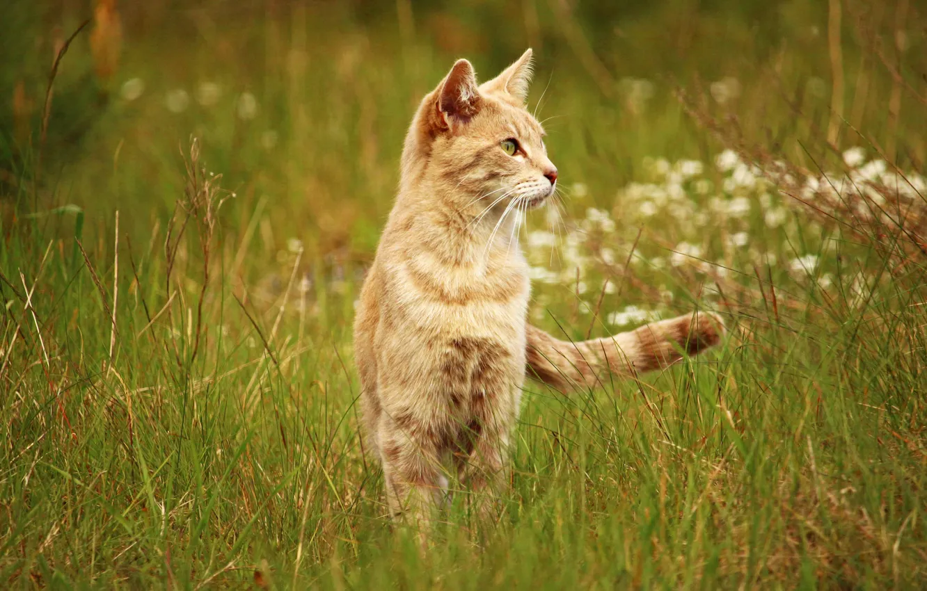 Wallpaper field, cat, summer, grass, cat, nature, background, meadow ...