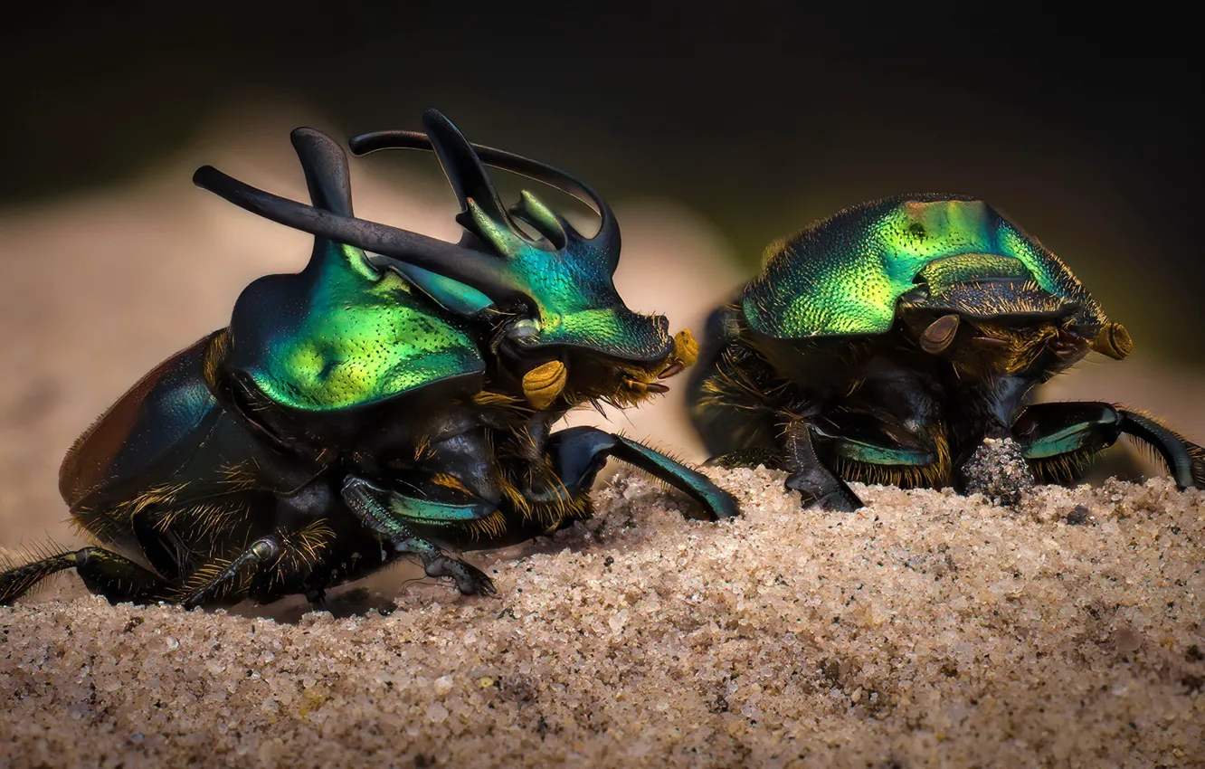 Wallpaper nature, insect, Proagoderus sexcornutus for mobile and ...