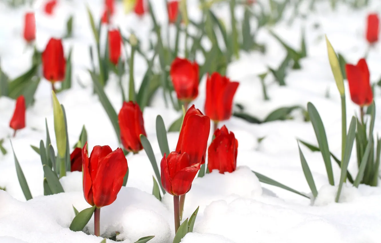 Wallpaper snow, flowers, spring, tulips, red, flowerbed for mobile and ...
