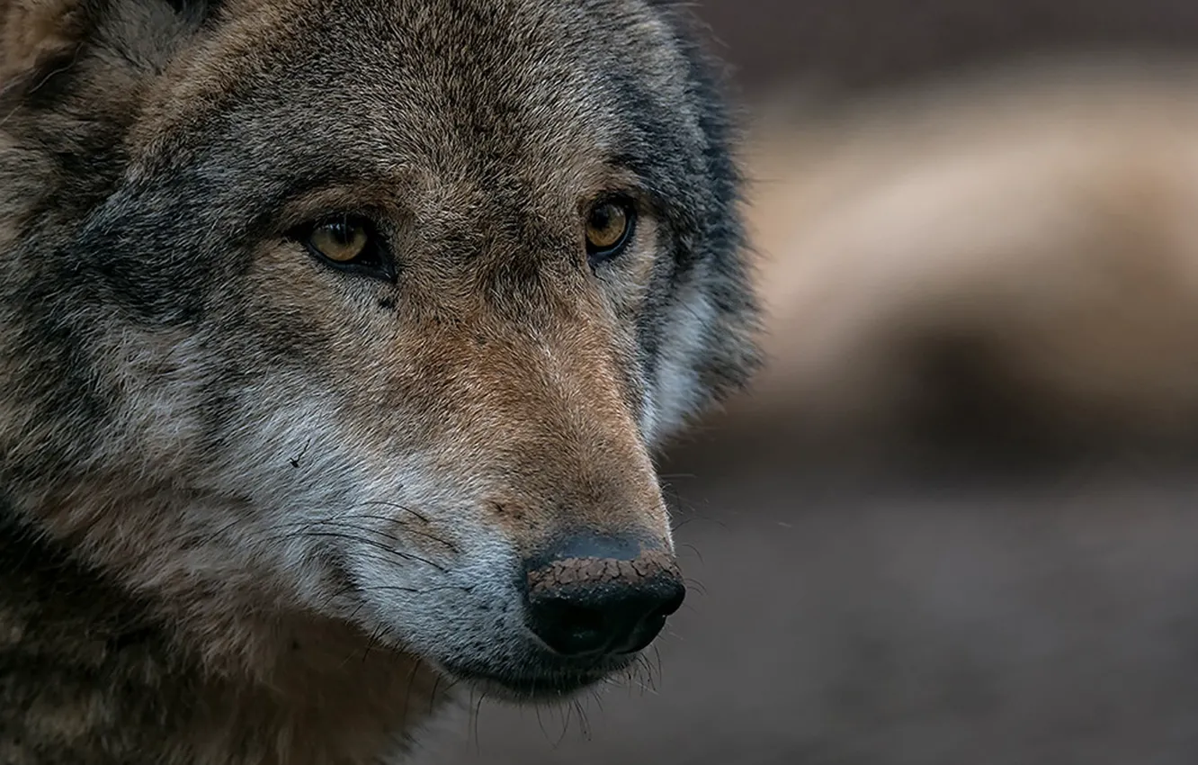 Wallpaper nature, predator, animal, wolf, wildlife, portrait, portrait., Canis lupus. face for ...