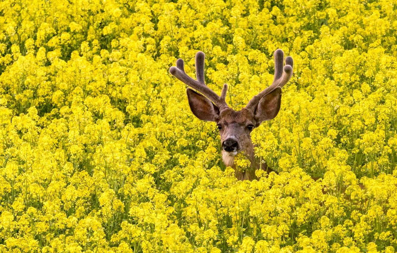 Wallpaper face, flowers, deer, ROE, rape, rapeseed field for mobile and ...