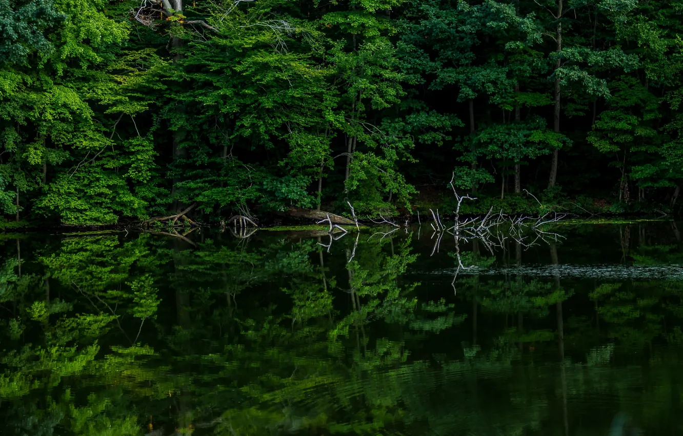 Wallpaper greens, forest, leaves, trees, lake, reflection, thickets, branch for mobile and ...