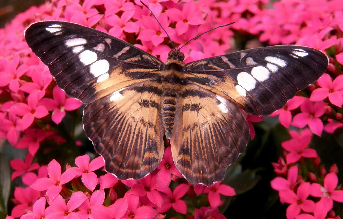 Wallpaper flowers, butterfly, wings, beautiful, closeup for mobile and ...