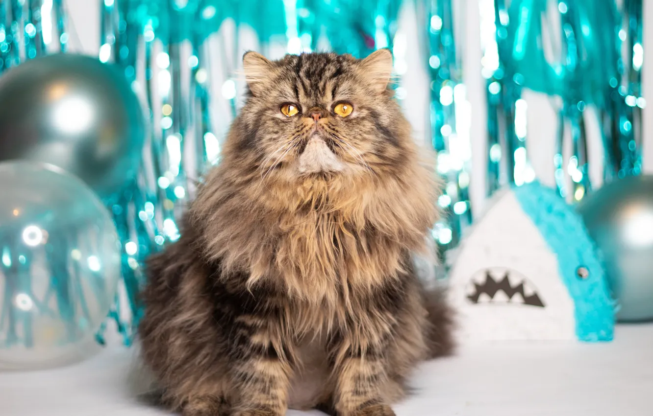 Wallpaper cat, cat, look, pose, face for mobile and desktop, section ...