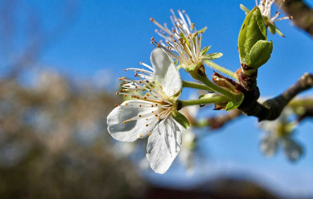 Wallpaper flowers, tree, branch, spring, flowering, fruit for mobile ...