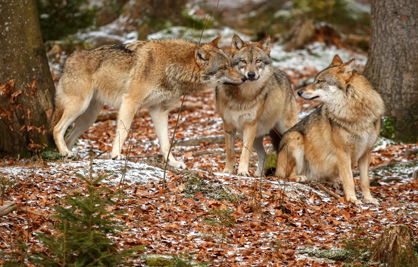 Wallpaper autumn, forest, trees, foliage, wolf, wolves, poses, boys ...