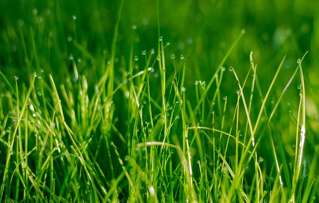 Wallpaper Greens Summer Grass Rosa For Mobile And Desktop Section