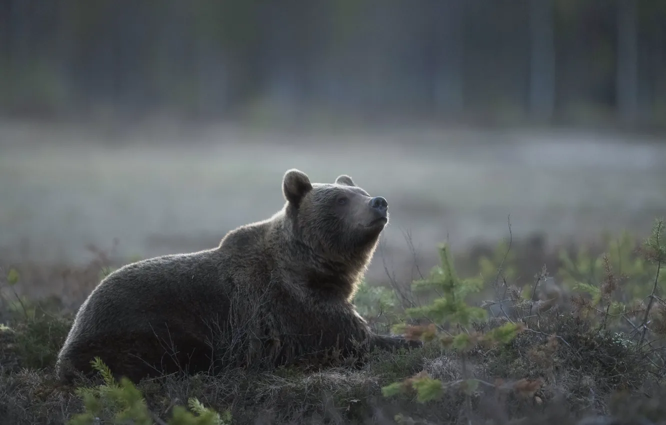 Wallpaper nature, fog, bear for mobile and desktop, section животные ...