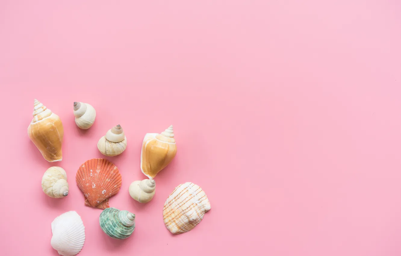 Wallpaper background, pink, shell, pink, background, marine, seashells ...