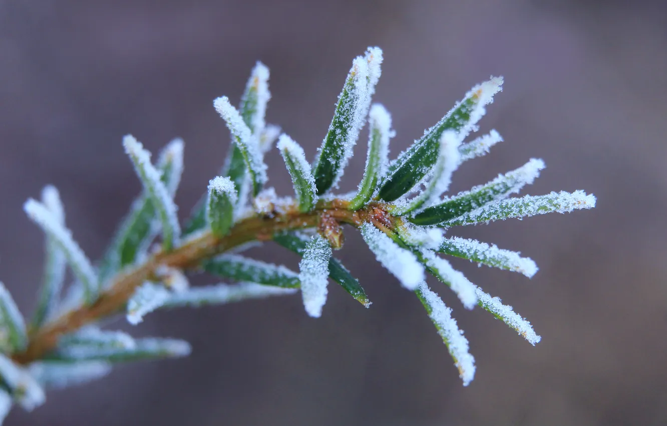 Wallpaper winter, twig, hoarfrost for mobile and desktop, section ...