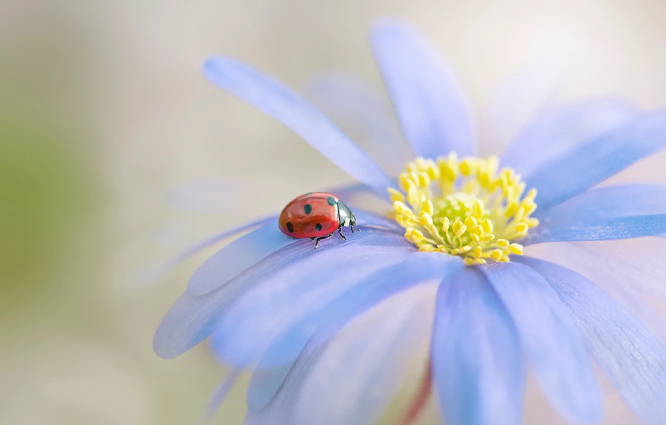 Wallpaper flower, macro, blue, ladybug, beetle, blur, insect, light ...