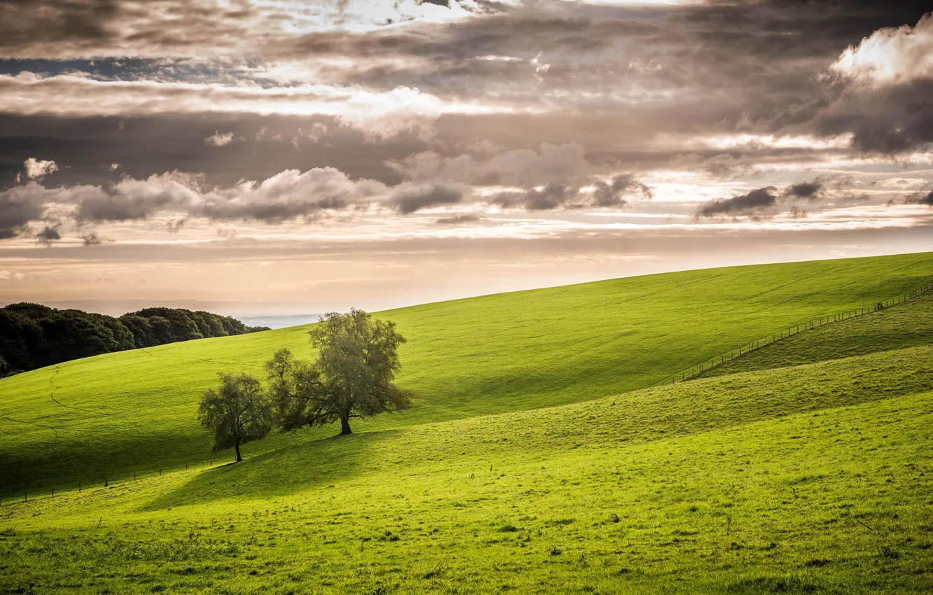 Wallpaper field, the sky, trees for mobile and desktop, section природа ...