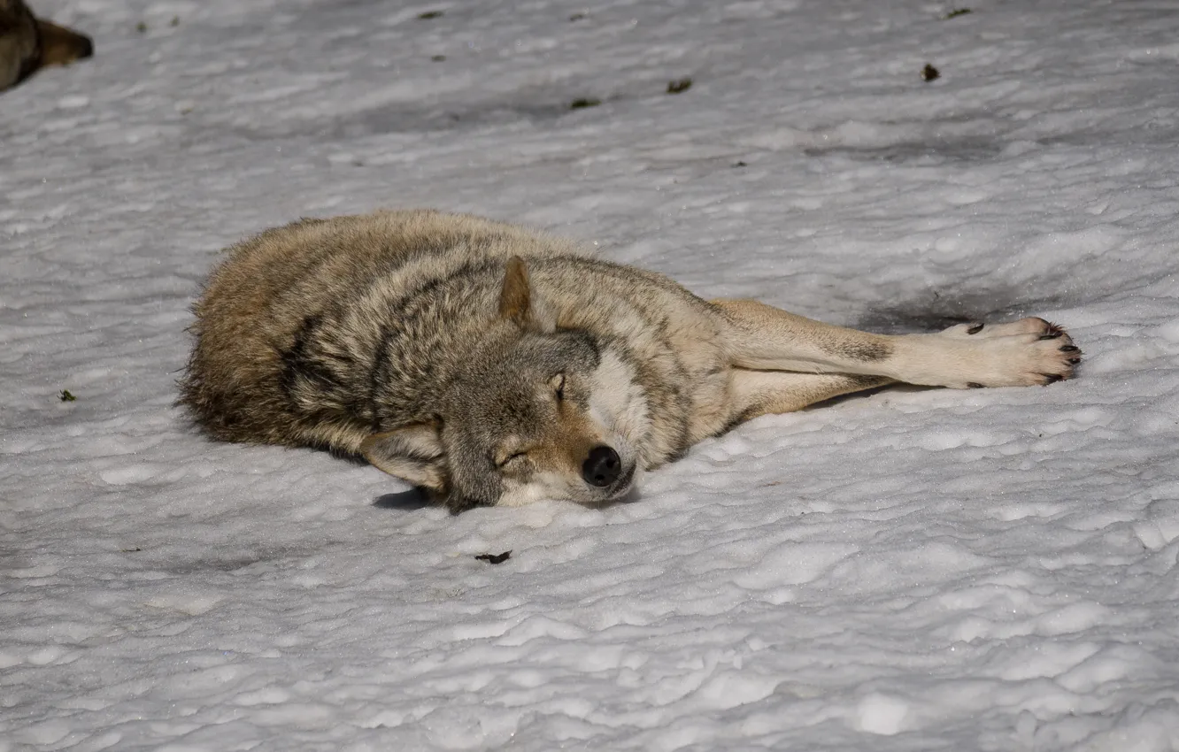 Wallpaper snow, stay, wolf, sleep, sleeping images for desktop, section ...