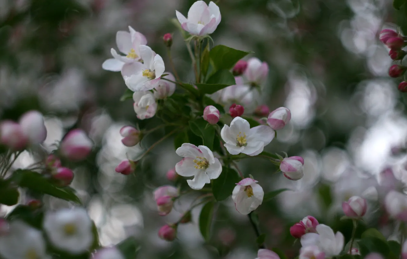 Wallpaper white, pink, spring, may, Apple for mobile and desktop ...