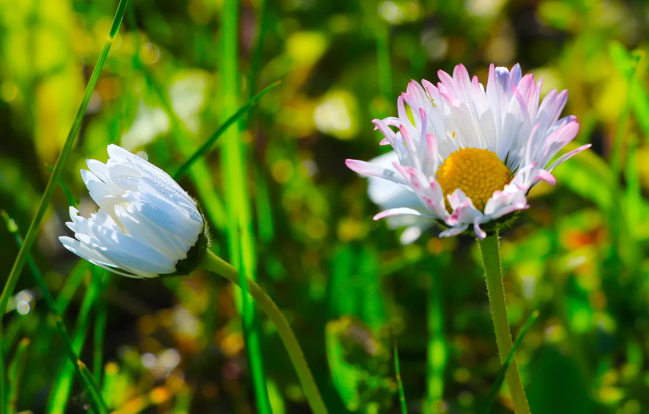 Wallpaper flower, spring, Daisy for mobile and desktop, section природа ...