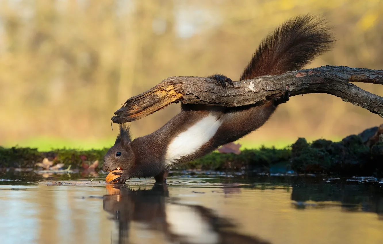 Wallpaper water, pose, reflection, branch, walnut, protein, pond for ...