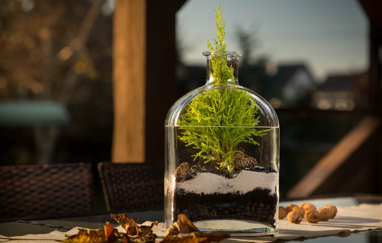 Wallpaper nature, bottle, plant for mobile and desktop, section природа ...