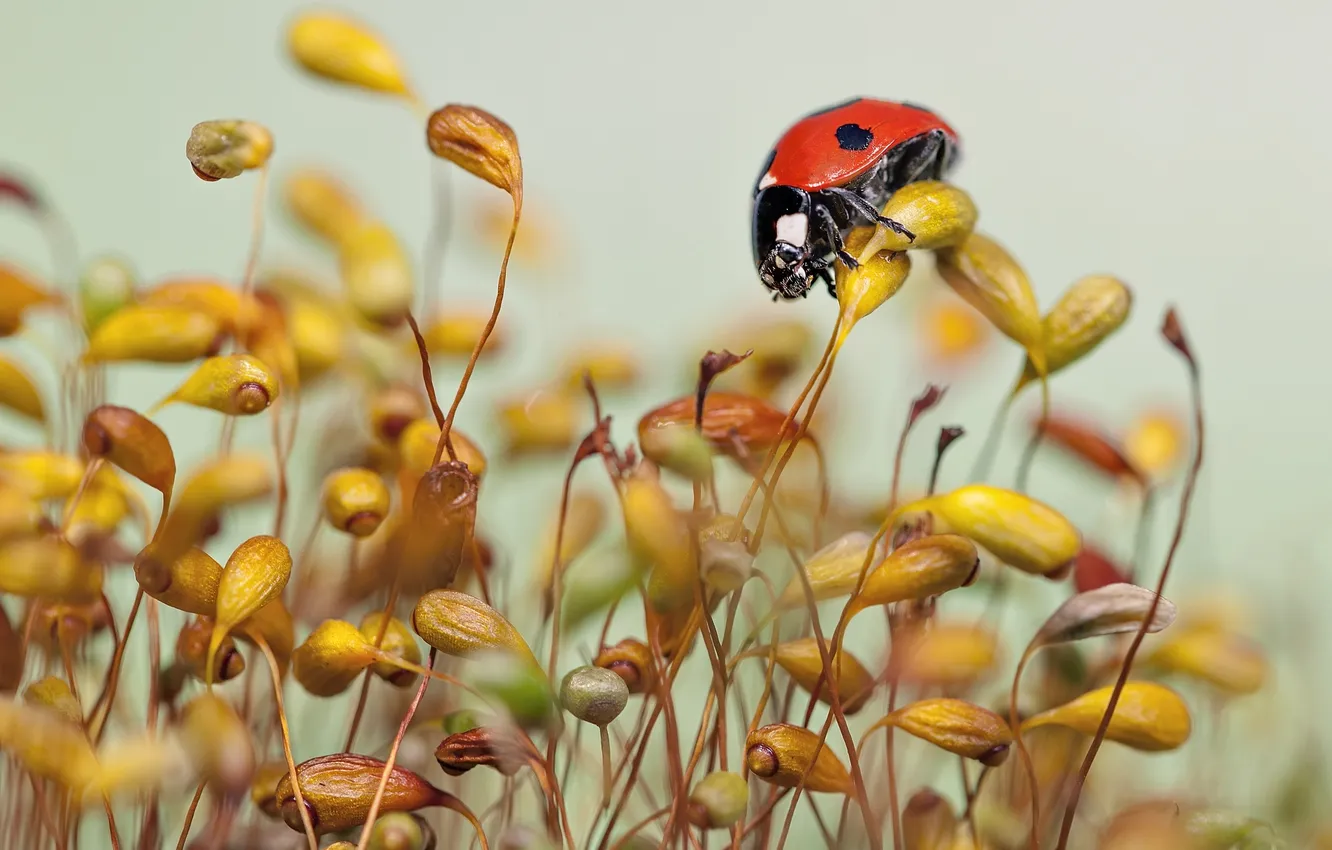 Wallpaper macro, ladybug, grass, macro, grass, ladybug for mobile and ...