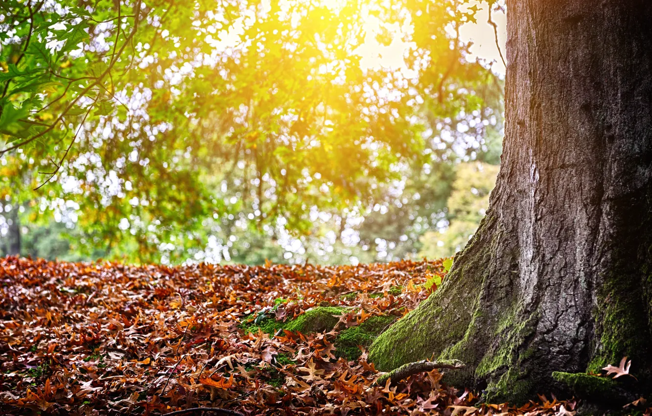 Wallpaper autumn, forest, leaves, trees, Park, colorful, forest ...