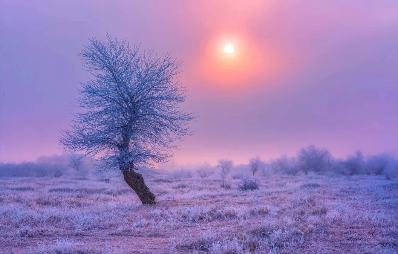 Wallpaper nature, tree, sun images for desktop, section пейзажи - download