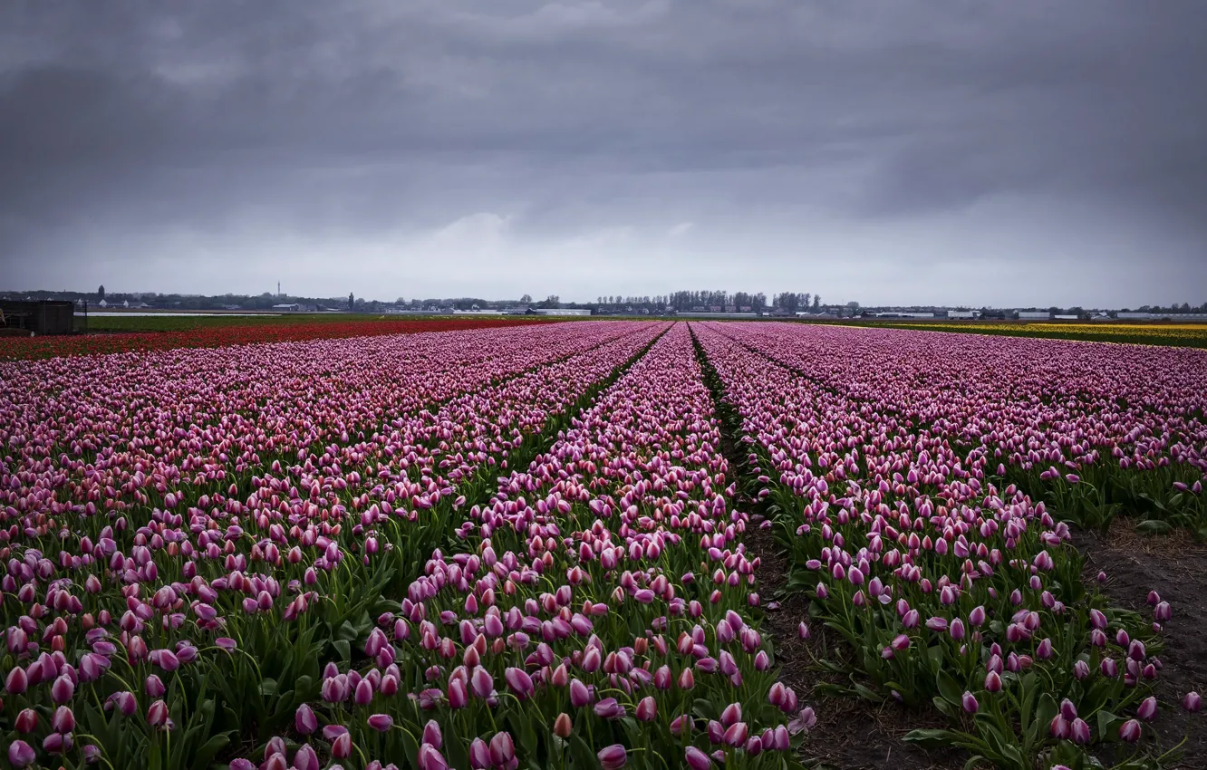 Wallpaper field, the sky, clouds, flowers, clouds, overcast, spring ...
