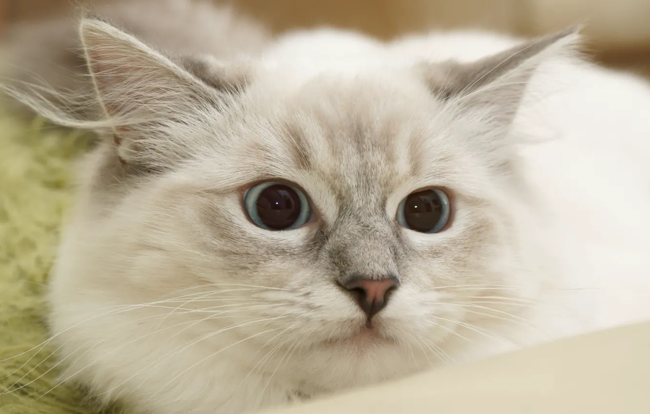 Wallpaper cat, white, cat, look, pose, kitty, portrait, face, ragdoll ...