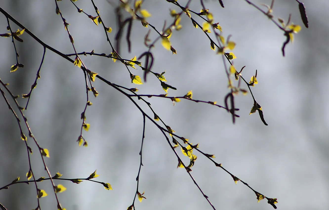Wallpaper tree, spring, twig for mobile and desktop, section природа ...