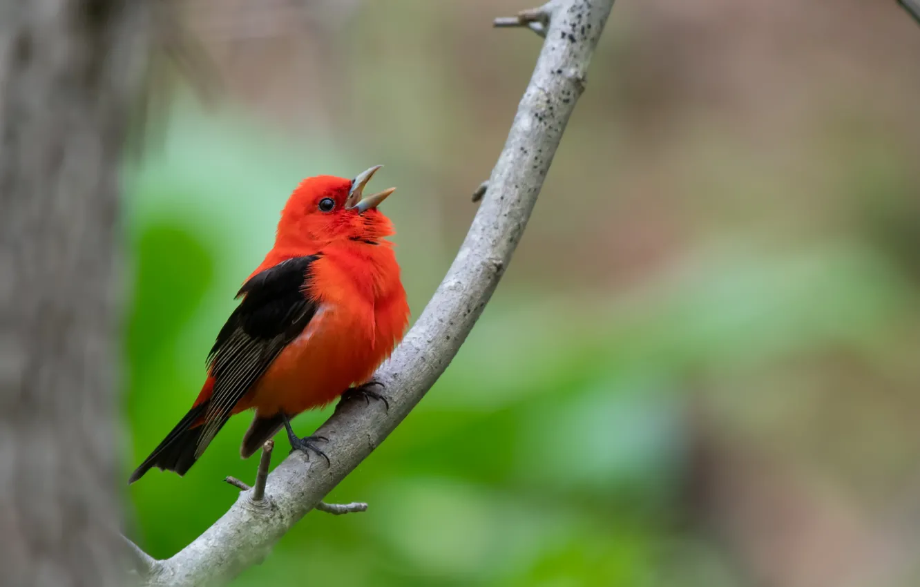 Wallpaper nature, tree, bird images for desktop, section животные ...