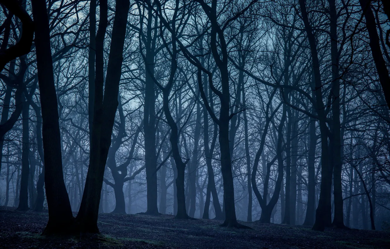 Wallpaper forest, trees, nature, twilight for mobile and desktop ...