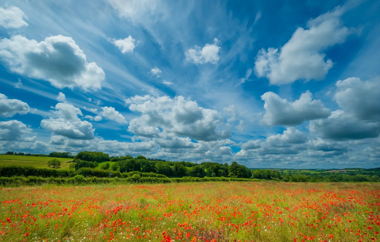 Wallpaper field, summer, the sky, landscape, flowers, red, nature, Maki ...