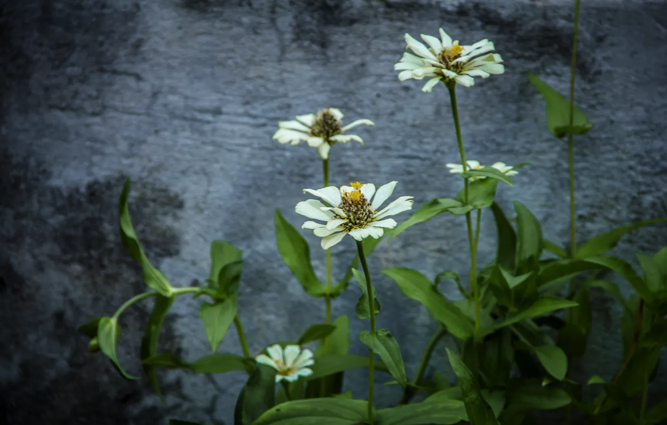 Wallpaper rose, Flowers, water, red rose, thanu, drops of dew, thanujan ...