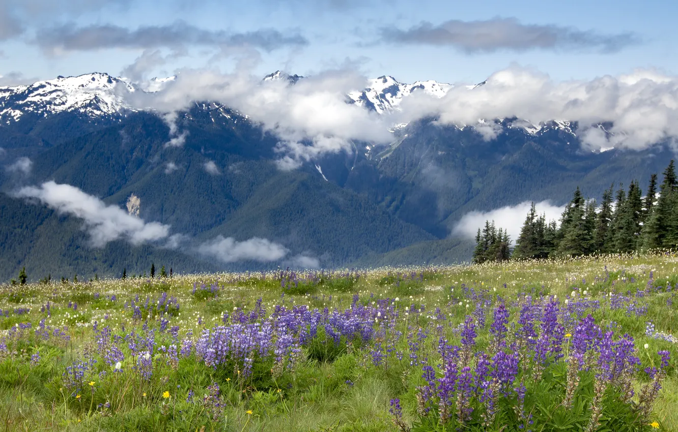 Wallpaper field, forest, summer, clouds, snow, flowers, mountains, fog ...