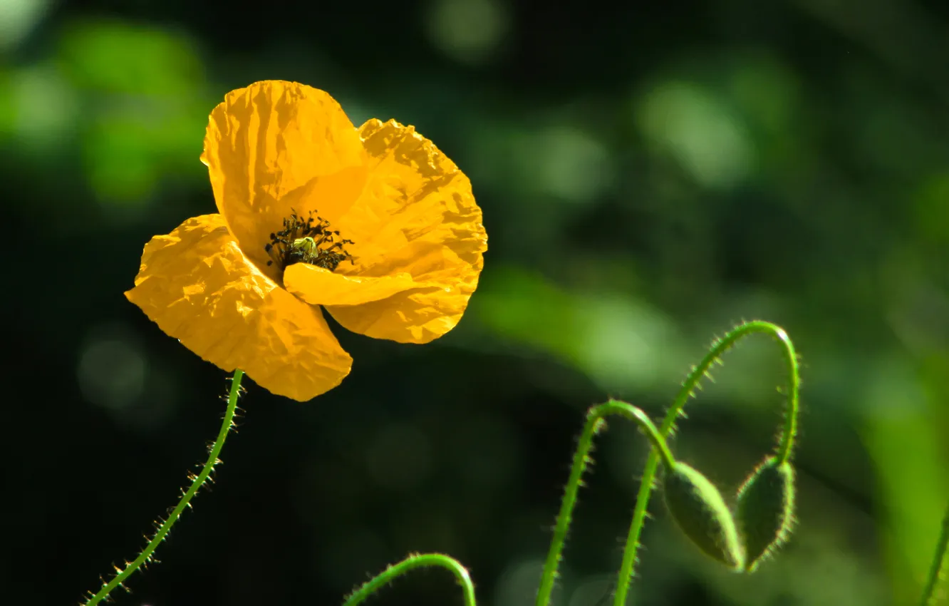 Wallpaper yellow, poppy, blooming for mobile and desktop, section ...