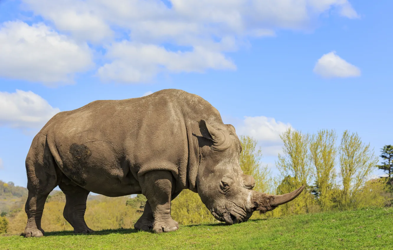 Wallpaper rhinoceros, mammal, Huge for mobile and desktop, section ...