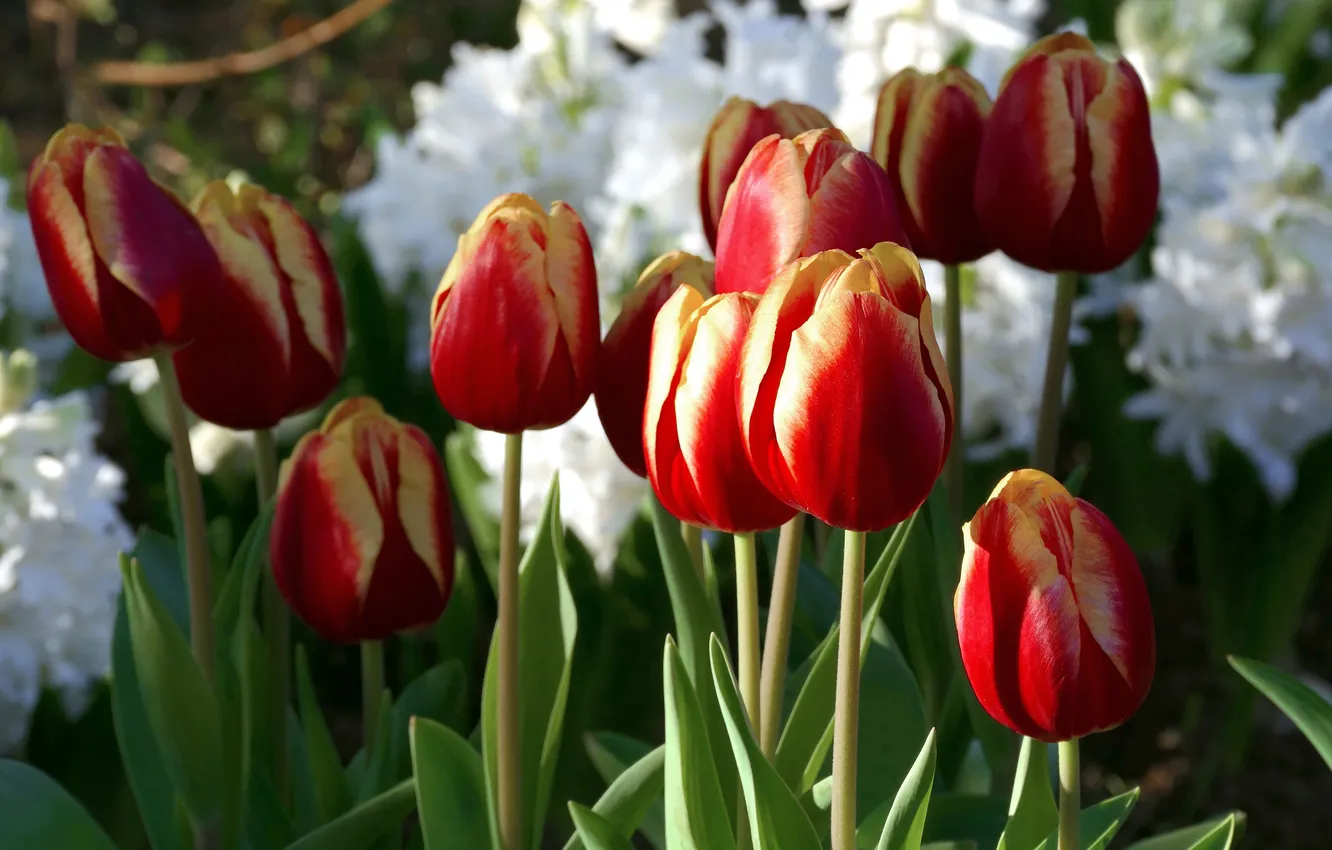 Wallpaper light, flowers, spring, tulips, buds, flowerbed, white-red ...