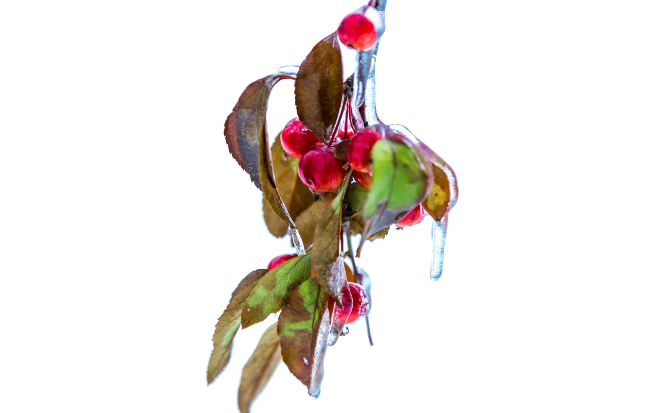 Wallpaper nature, background, apples, ice, branch for mobile and ...