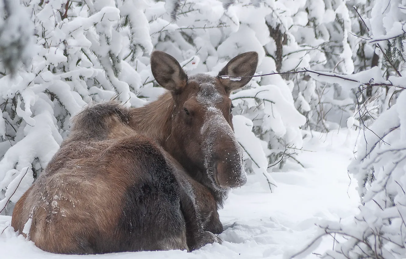 Wallpaper winter, forest, moose for mobile and desktop, section ...