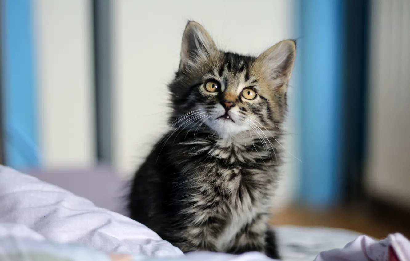 Wallpaper cat, cat, look, pose, face for mobile and desktop, section ...