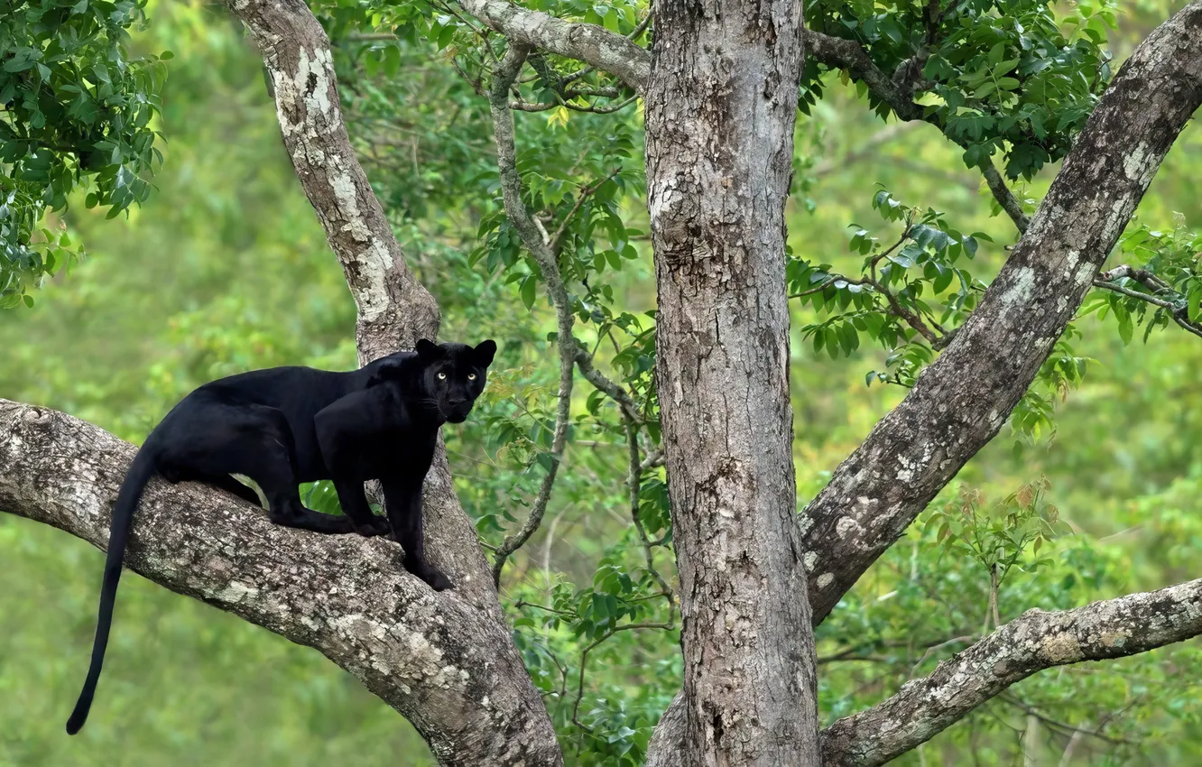 Wallpaper Nature, Nature, The panther in the tree, Panther on a tree ...