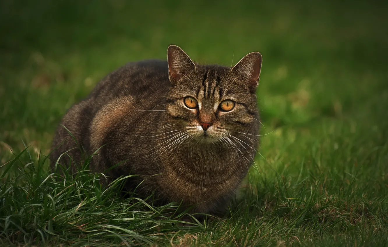 Wallpaper cat, cat, look, nature, pose, face for mobile and desktop ...