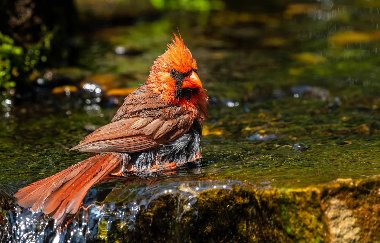 Wallpaper water, stream, bird, bathing for mobile and desktop, section ...