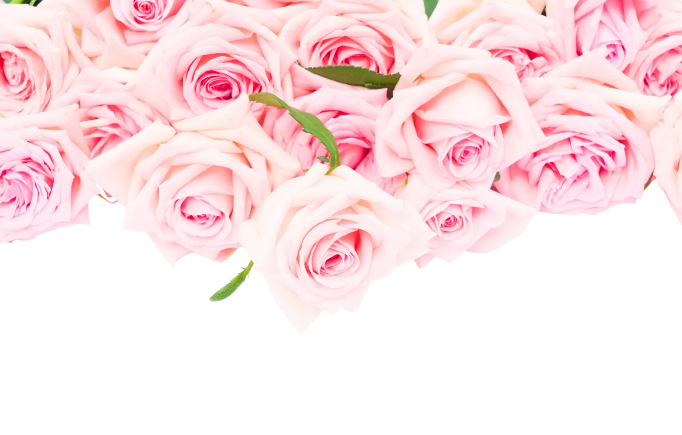 Wallpaper roses, bouquet, pink, flowers, roses, pink roses for mobile and desktop, section цветы ...